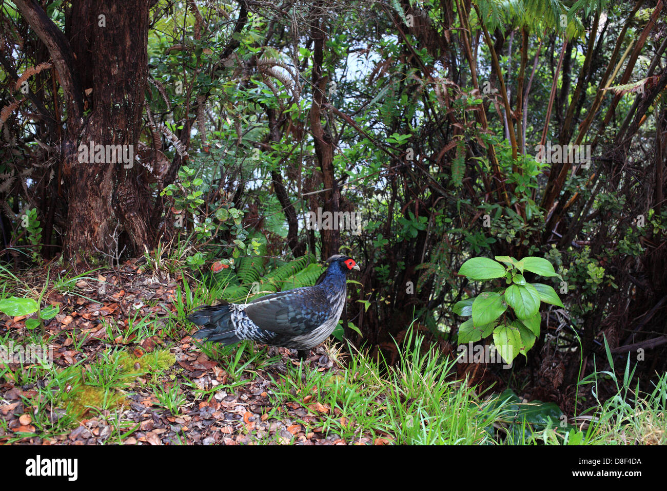 Kalij Pheasant in the Volcano National Park in Hawai'i Stock Photo - Alamy