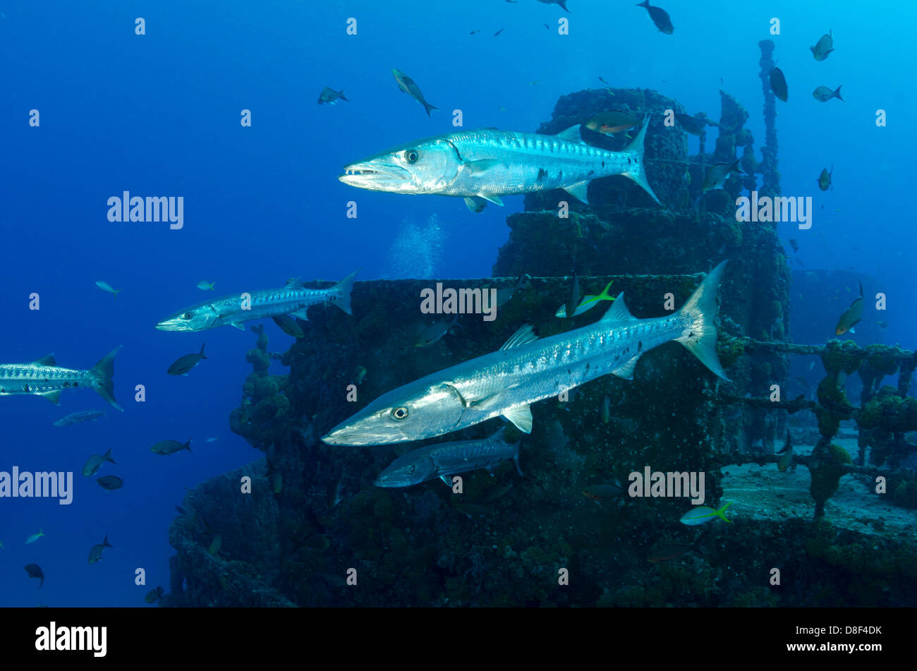 Great barracuda hi-res stock photography and images - Alamy