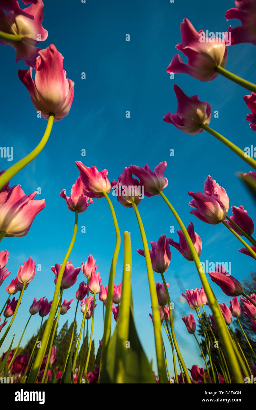 Upward view of tulips with long stalks Stock Photo - Alamy