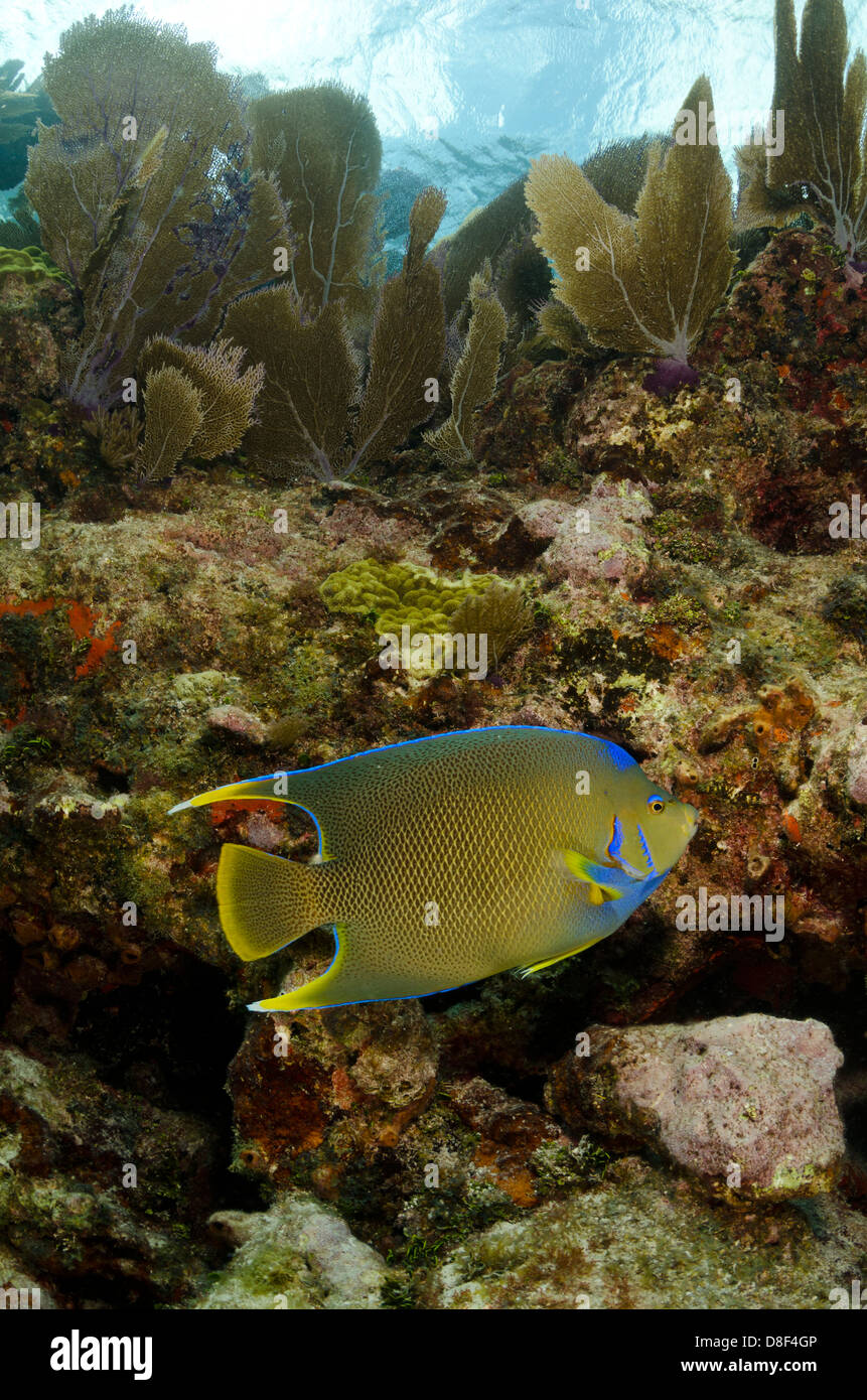 A colorful queen angelfish swims near the reef Stock Photo - Alamy