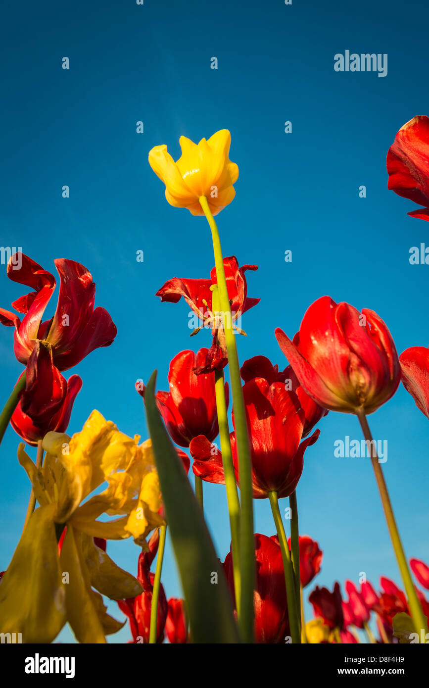 Upward view of tulips with long stalks Stock Photo - Alamy