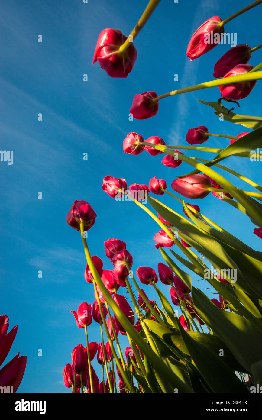 Upward view of tulips with long stalks Stock Photo - Alamy
