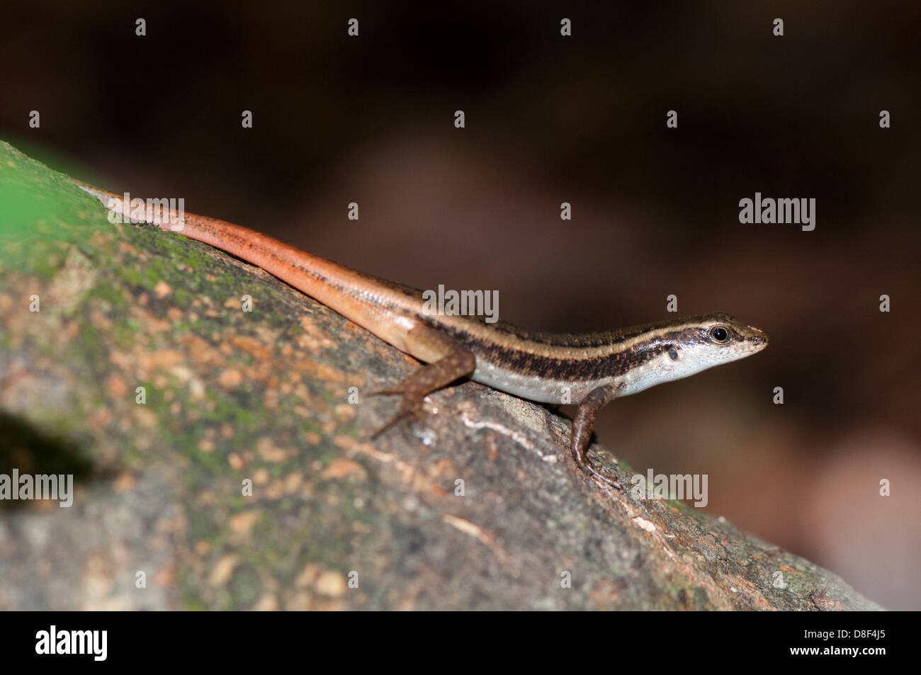 Indian skink hi-res stock photography and images - Alamy