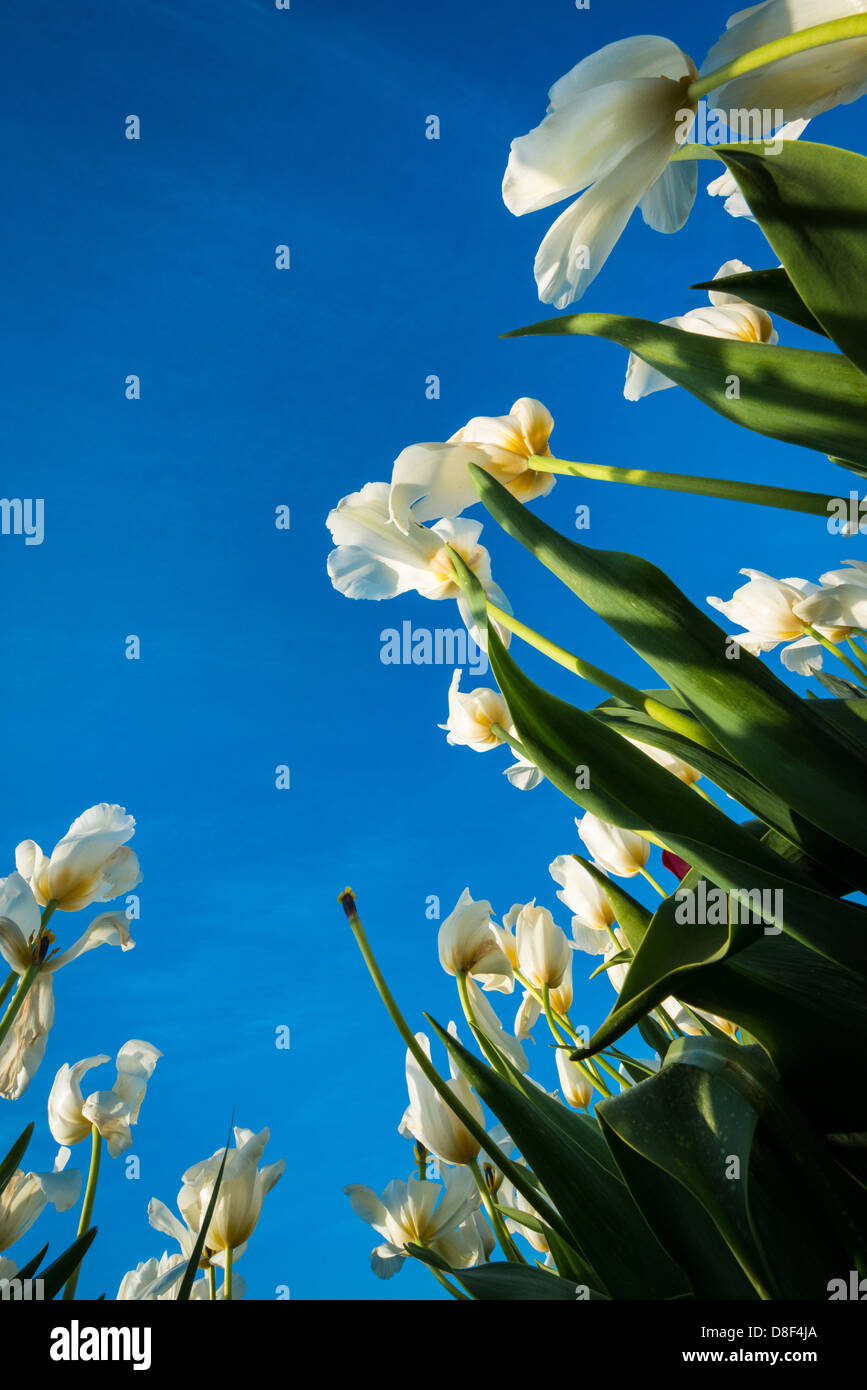 Upward view of tulips with long stalks Stock Photo - Alamy