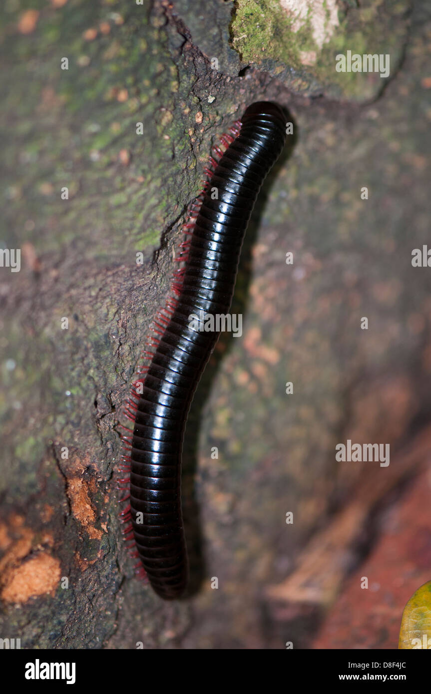 Millipede moving through tree Stock Photo - Alamy
