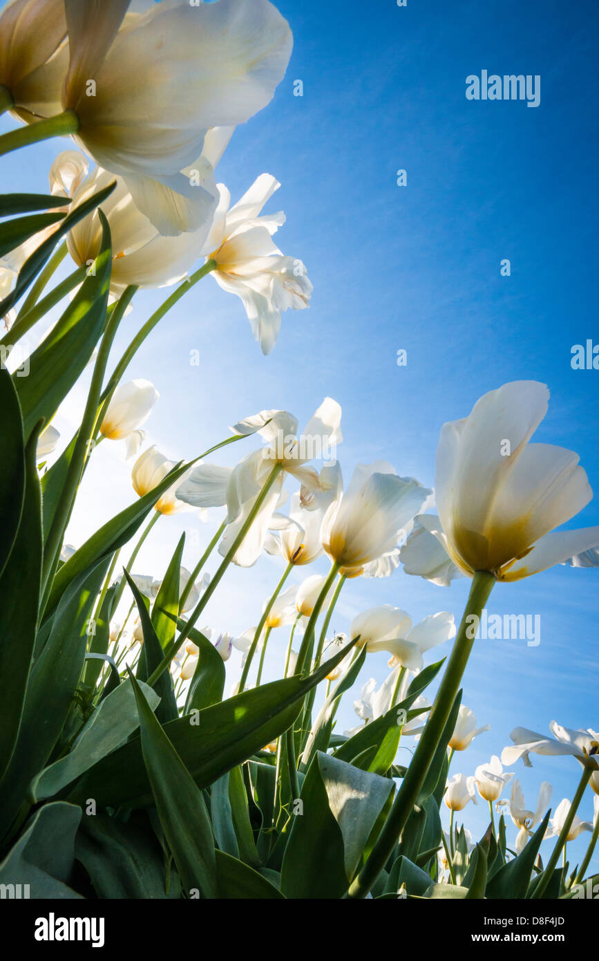 Upward view of tulips with long stalks Stock Photo - Alamy