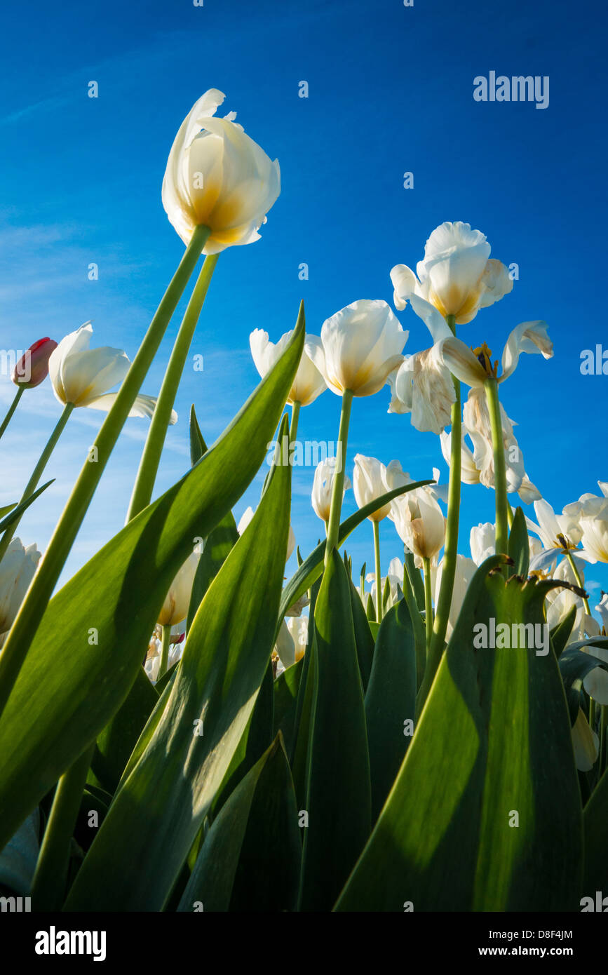 Upward view of tulips with long stalks Stock Photo - Alamy