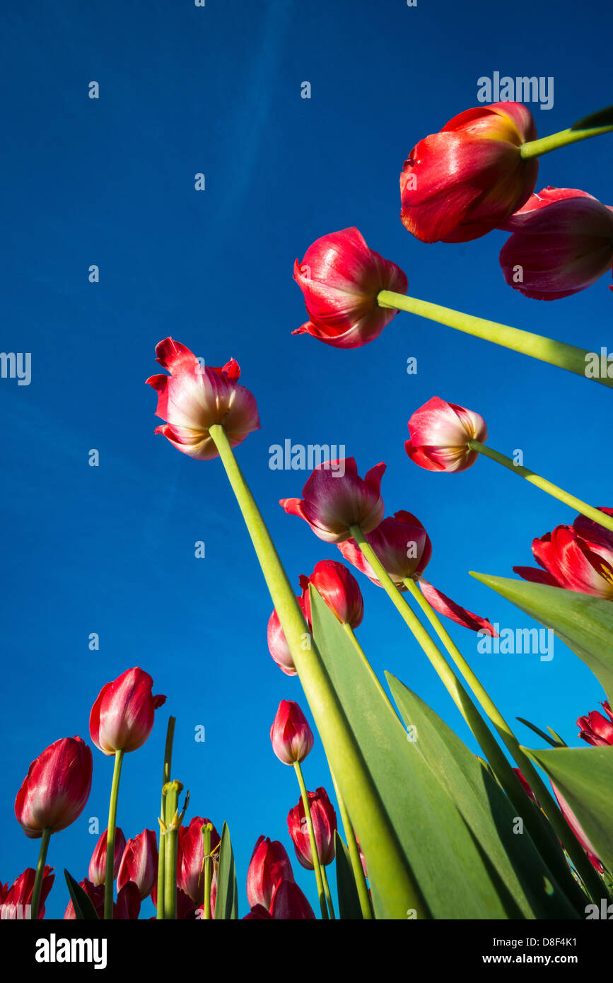 Upward view of tulips with long stalks Stock Photo - Alamy