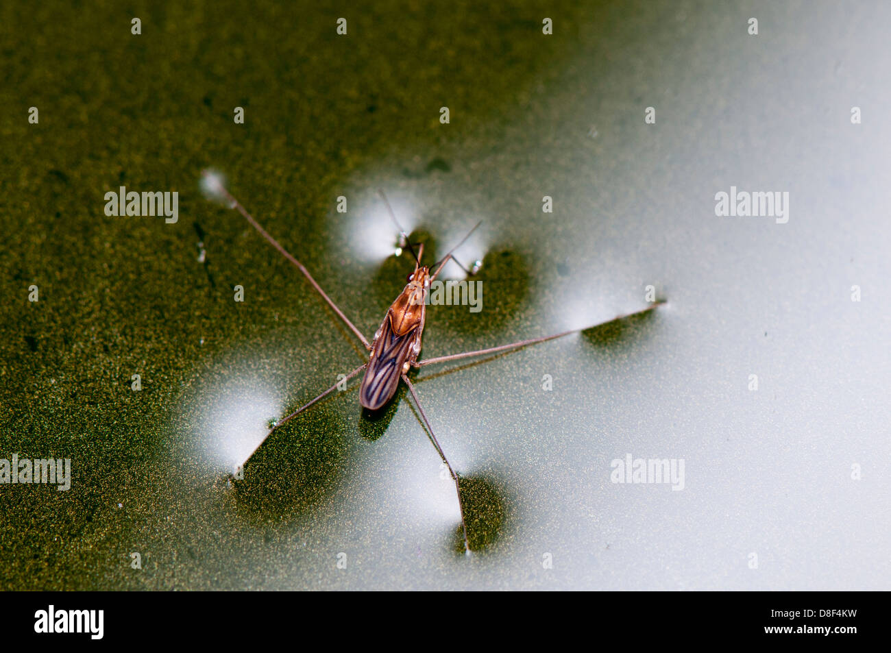 Water strider hi-res stock photography and images - Alamy