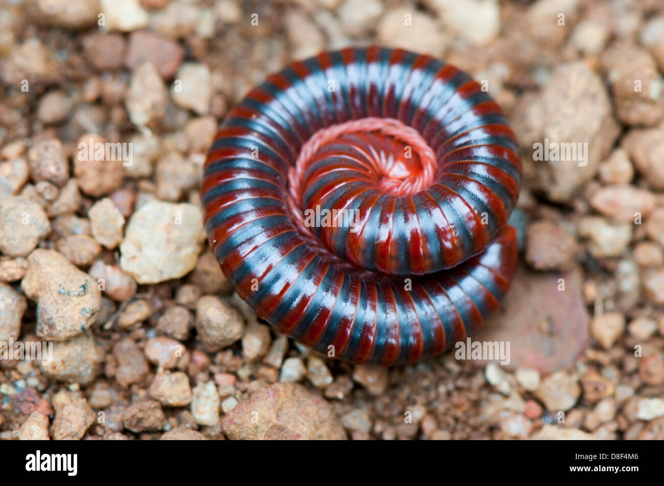 Red millipede hi-res stock photography and images - Alamy