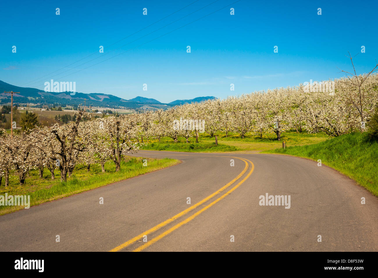 Road through spring apple orchards in Mt Hood Vally, Oregon Stock Photo ...