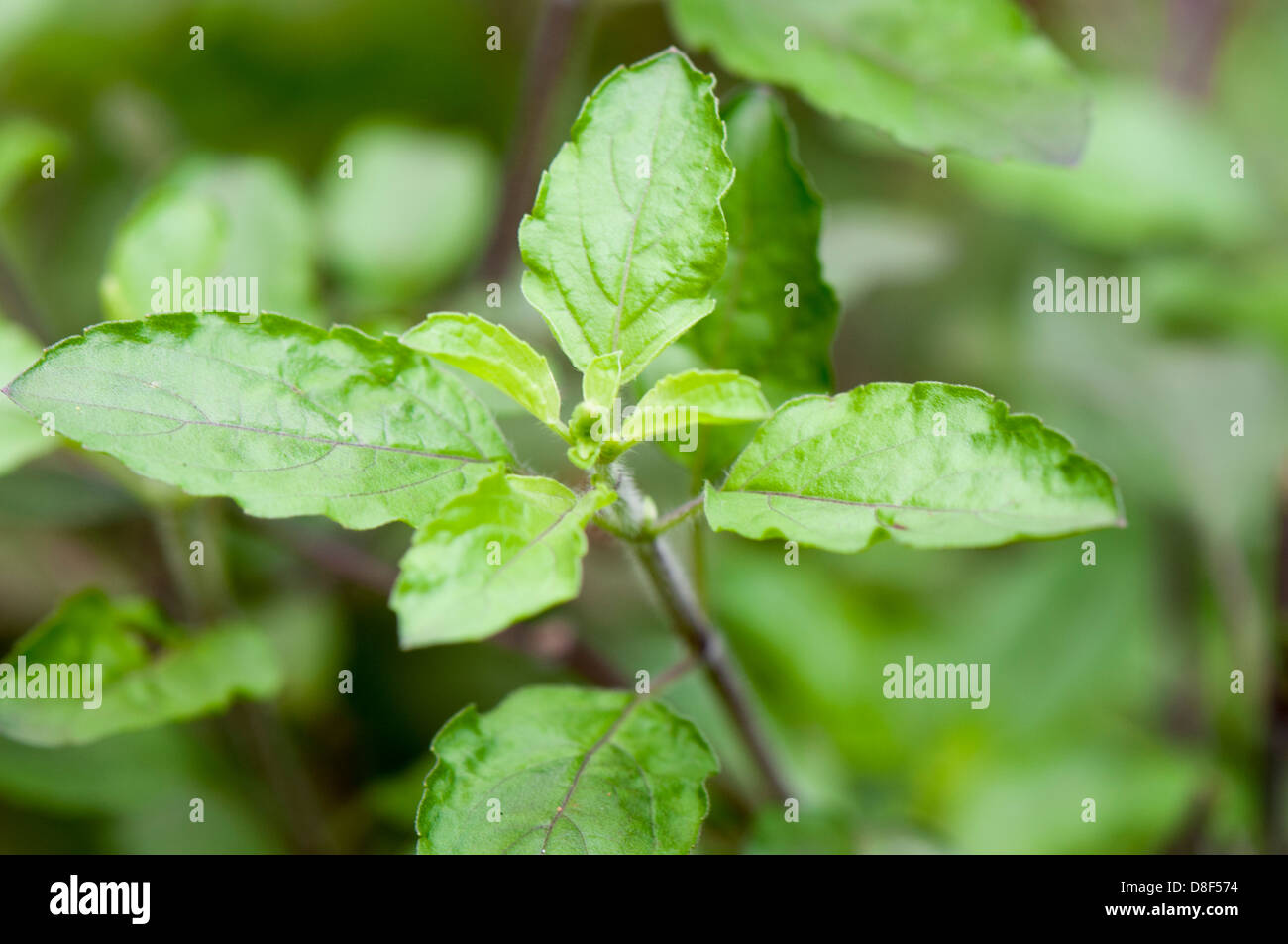 Tulsi plant hi-res stock photography and images - Alamy