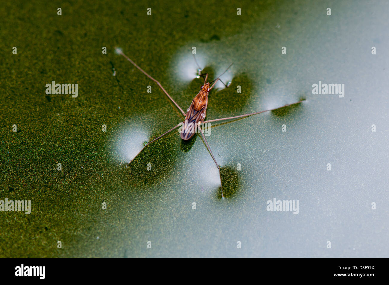 Water strider hi-res stock photography and images - Alamy