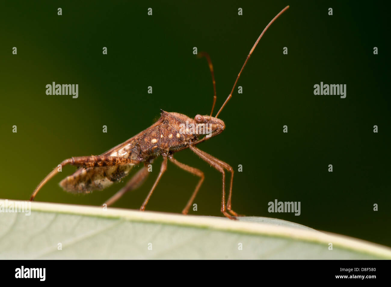 Kerala insect hi-res stock photography and images - Alamy