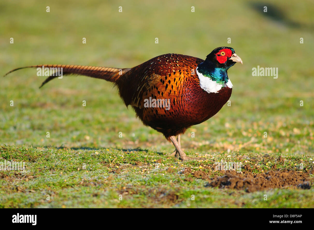 A cock pheasant Stock Photo - Alamy