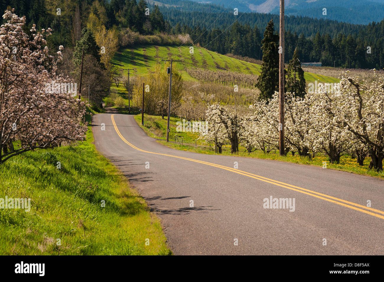 Road through spring apple orchards in Mt Hood Vally, Oregon Stock Photo ...