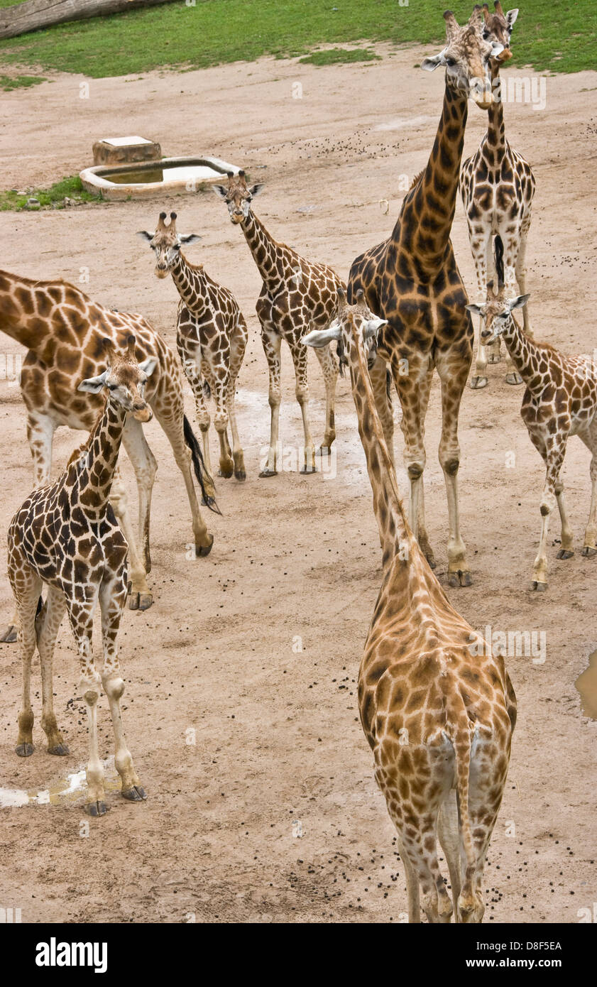 Group of curious giraffes Stock Photo - Alamy
