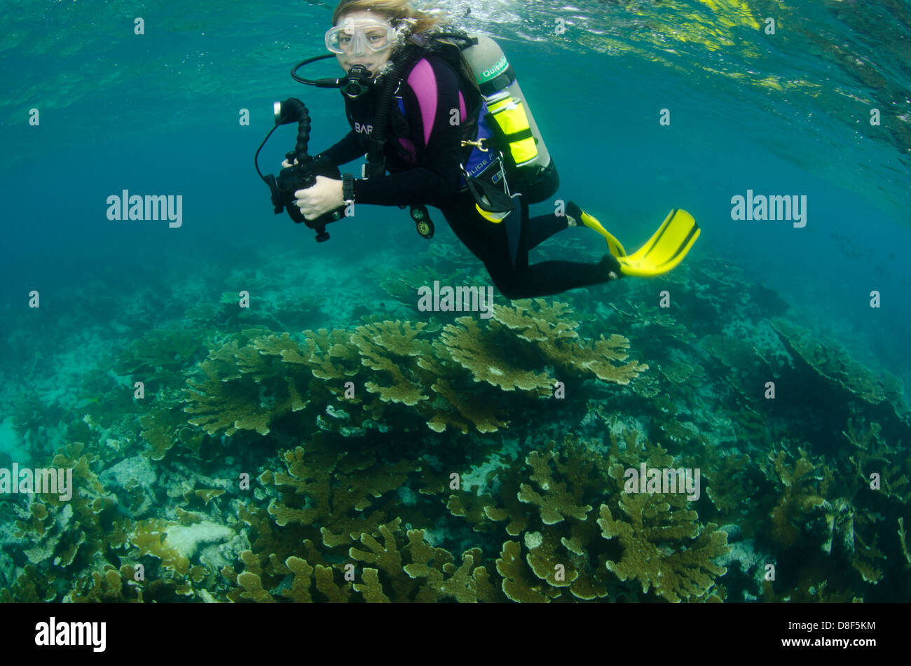 A female scuba diver swims near the surface over a patch of coral reef ...