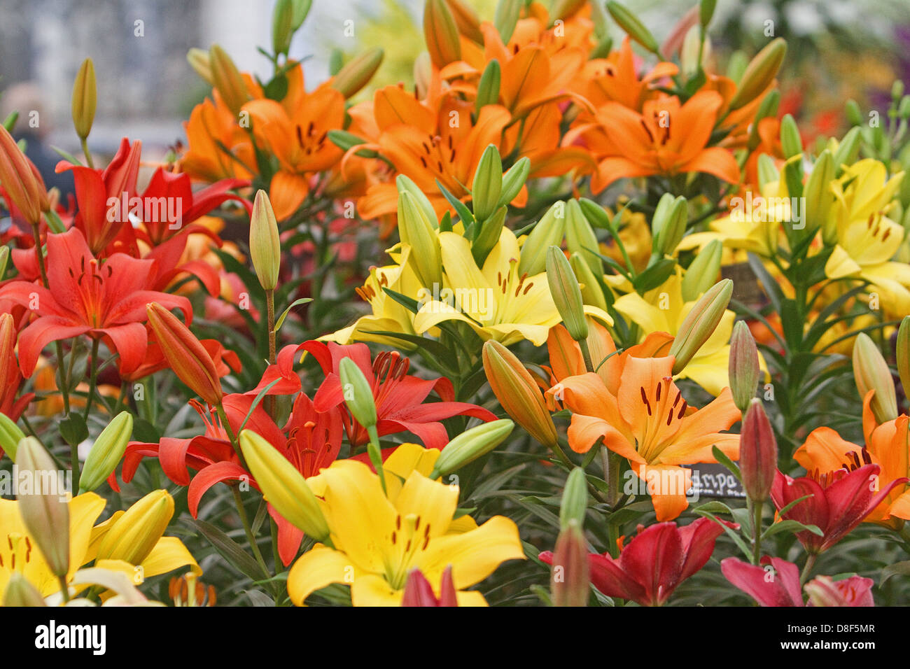 A selection of Lilies at the RHS Chelsea Flower show 2013 Stock Photo ...