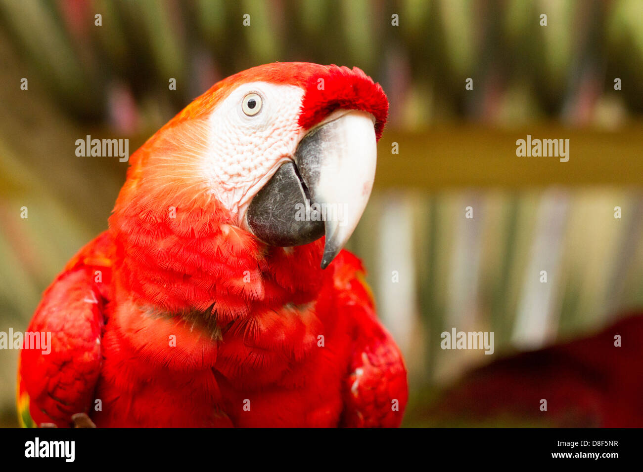 Parrot near Salto del Limon, Samana, Dominican Republic Stock Photo - Alamy
