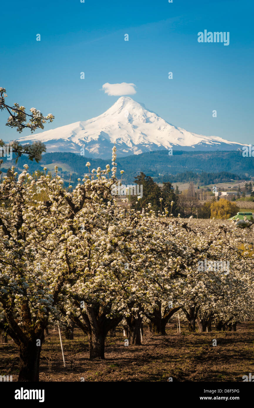 Spring apple orchards in Mt Hood Vally, Oregon Stock Photo - Alamy