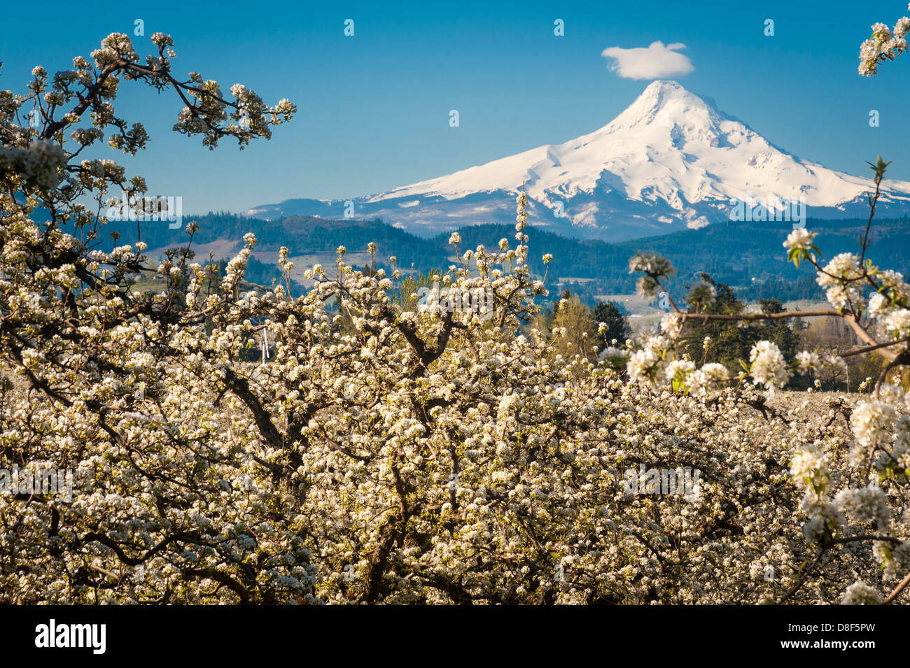 Spring apple orchards in Mt Hood Vally, Oregon Stock Photo - Alamy