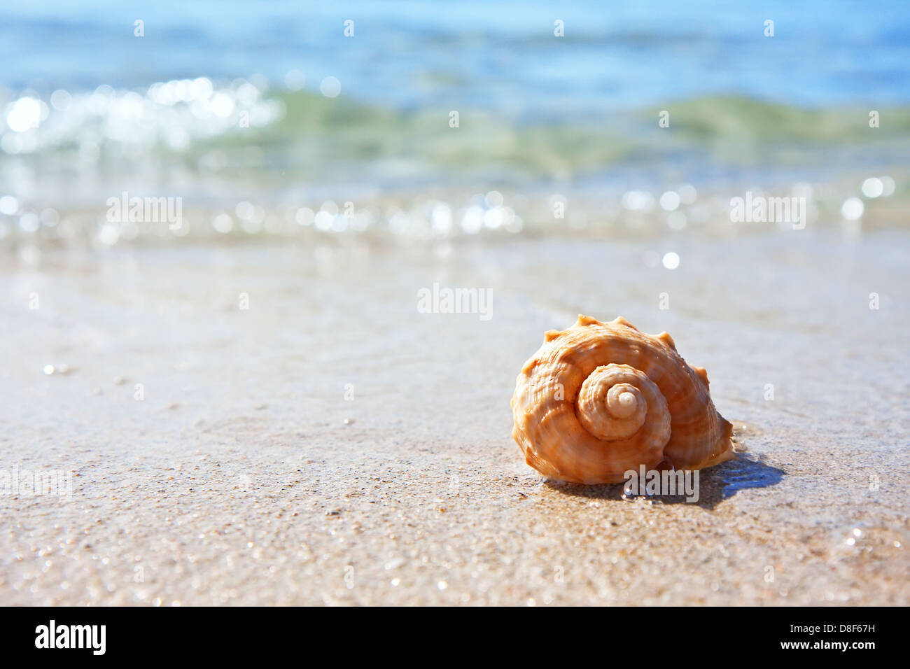 Sea shell on the sandy beach Stock Photo - Alamy