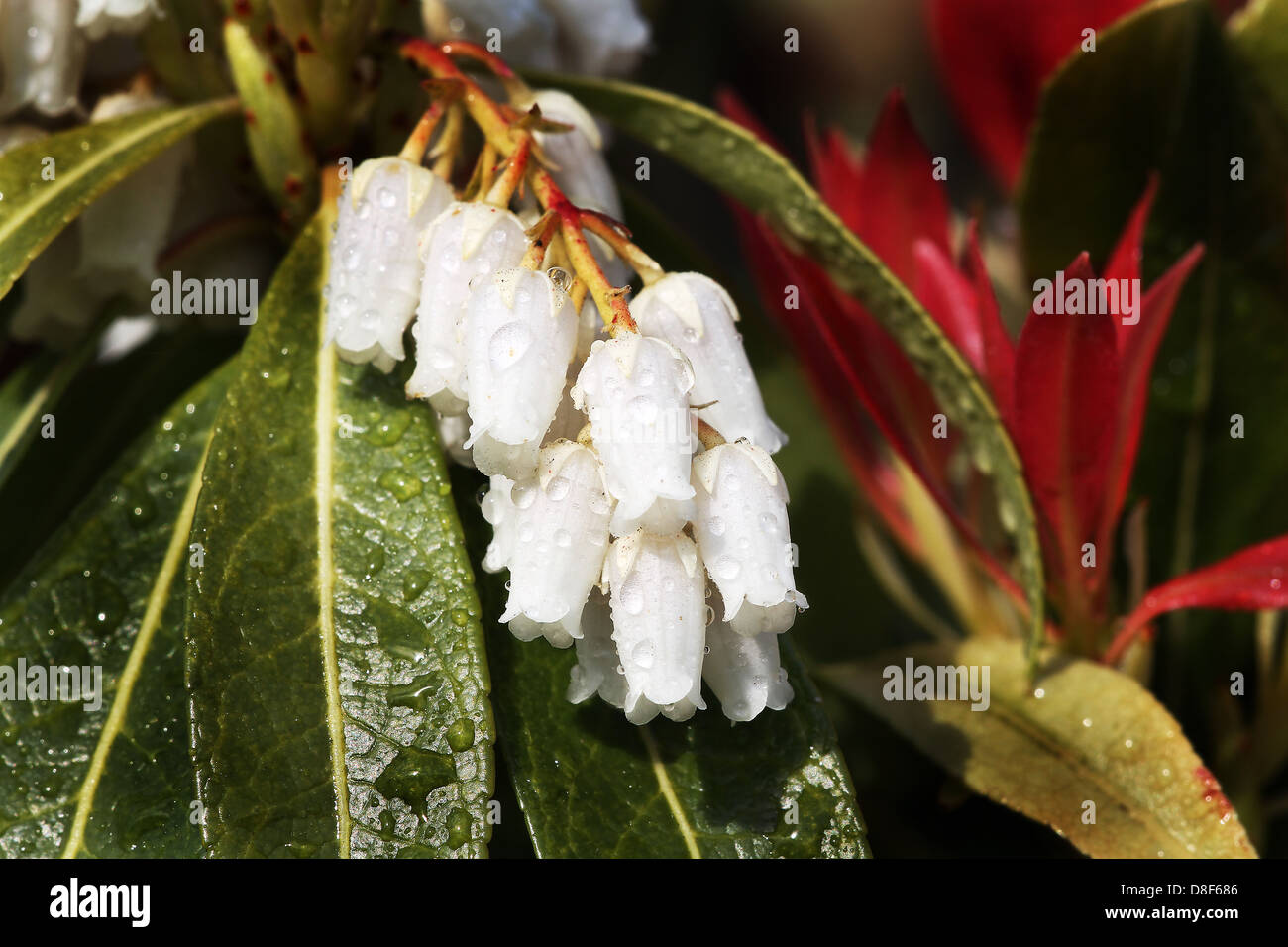 Pieris plant, Flame of the Forest Stock Photo - Alamy