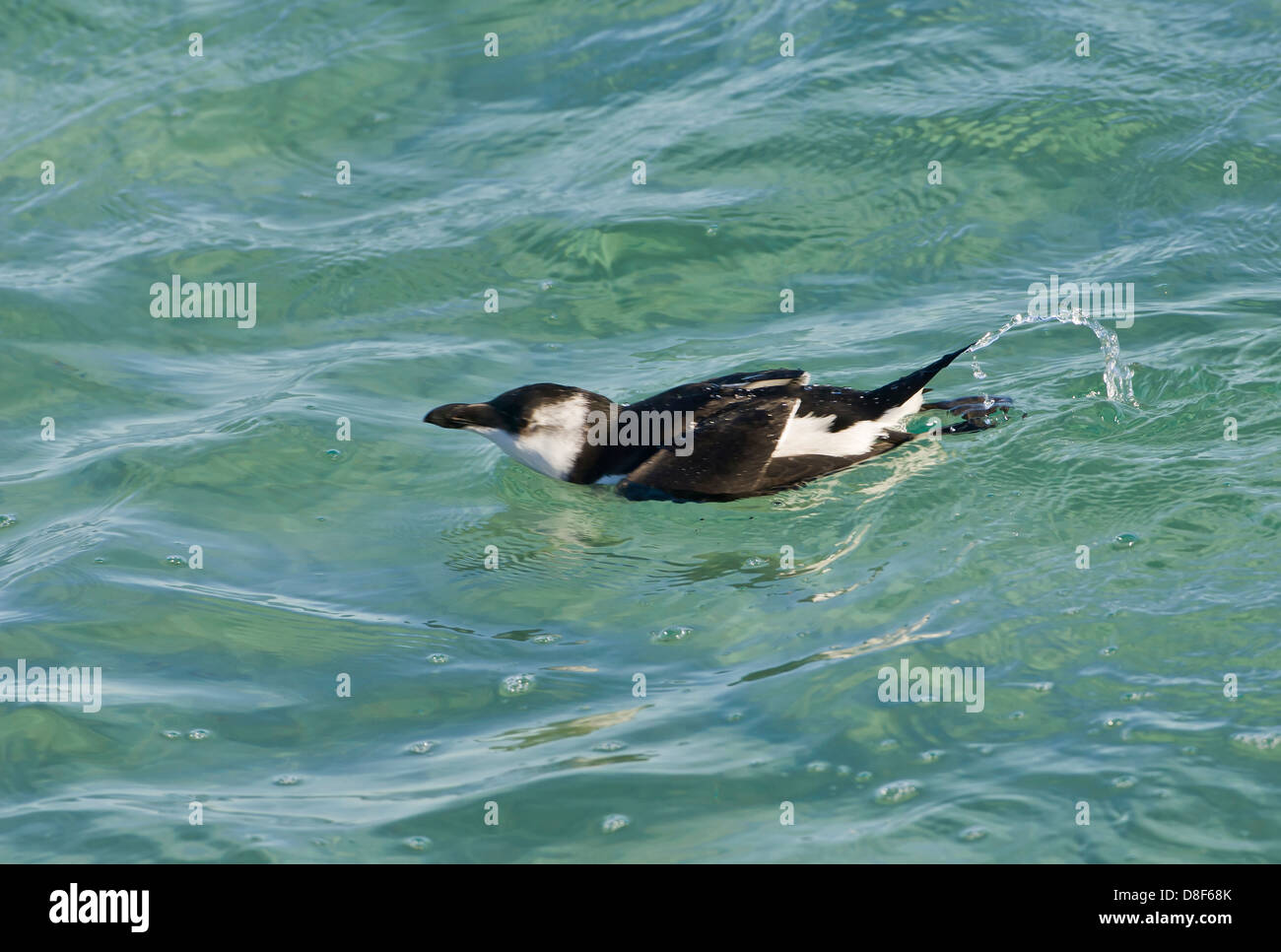 Razorbill Alea torda 1st winter plumage swimming on sea Stock Photo - Alamy