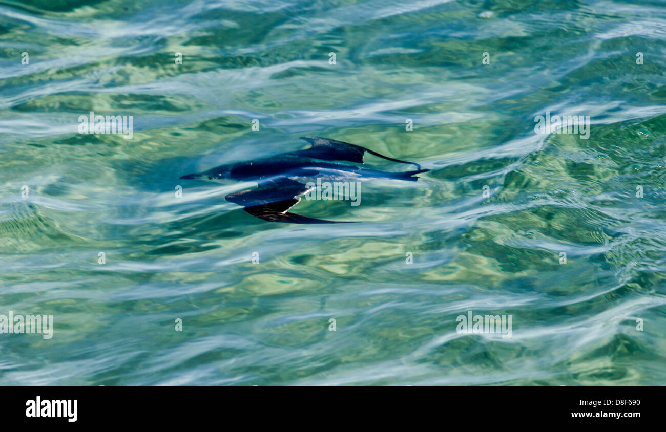 Razorbill Alea torda swimming under water Stock Photo - Alamy
