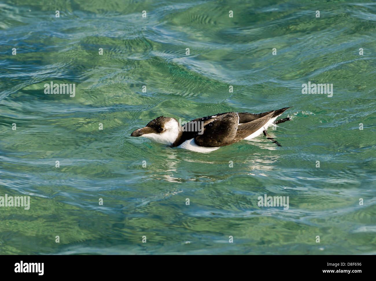 Razorbill Alea torda 1st winter plumage swimming on sea Stock Photo - Alamy