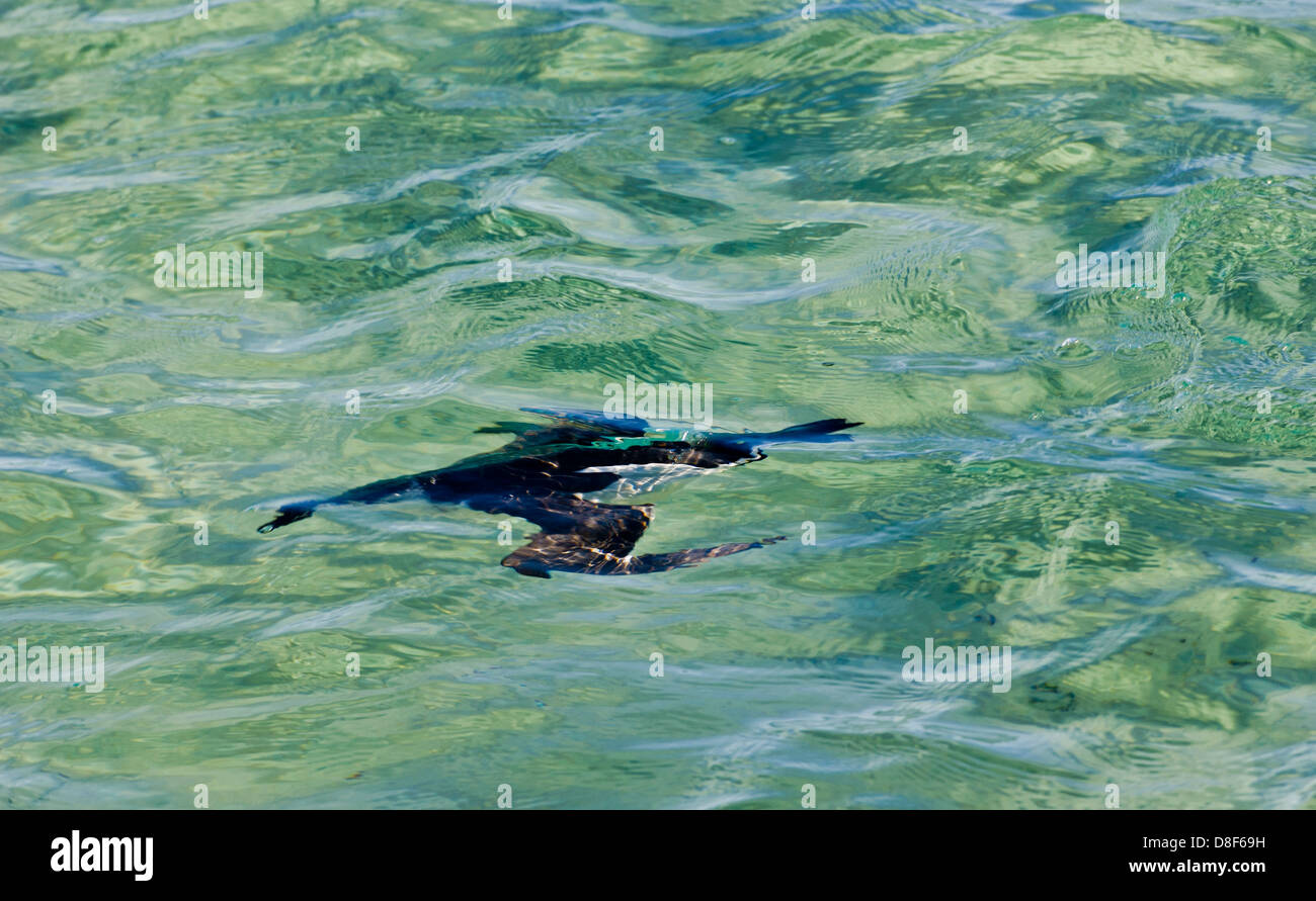 Razorbill Alea torda swimming under water Stock Photo - Alamy