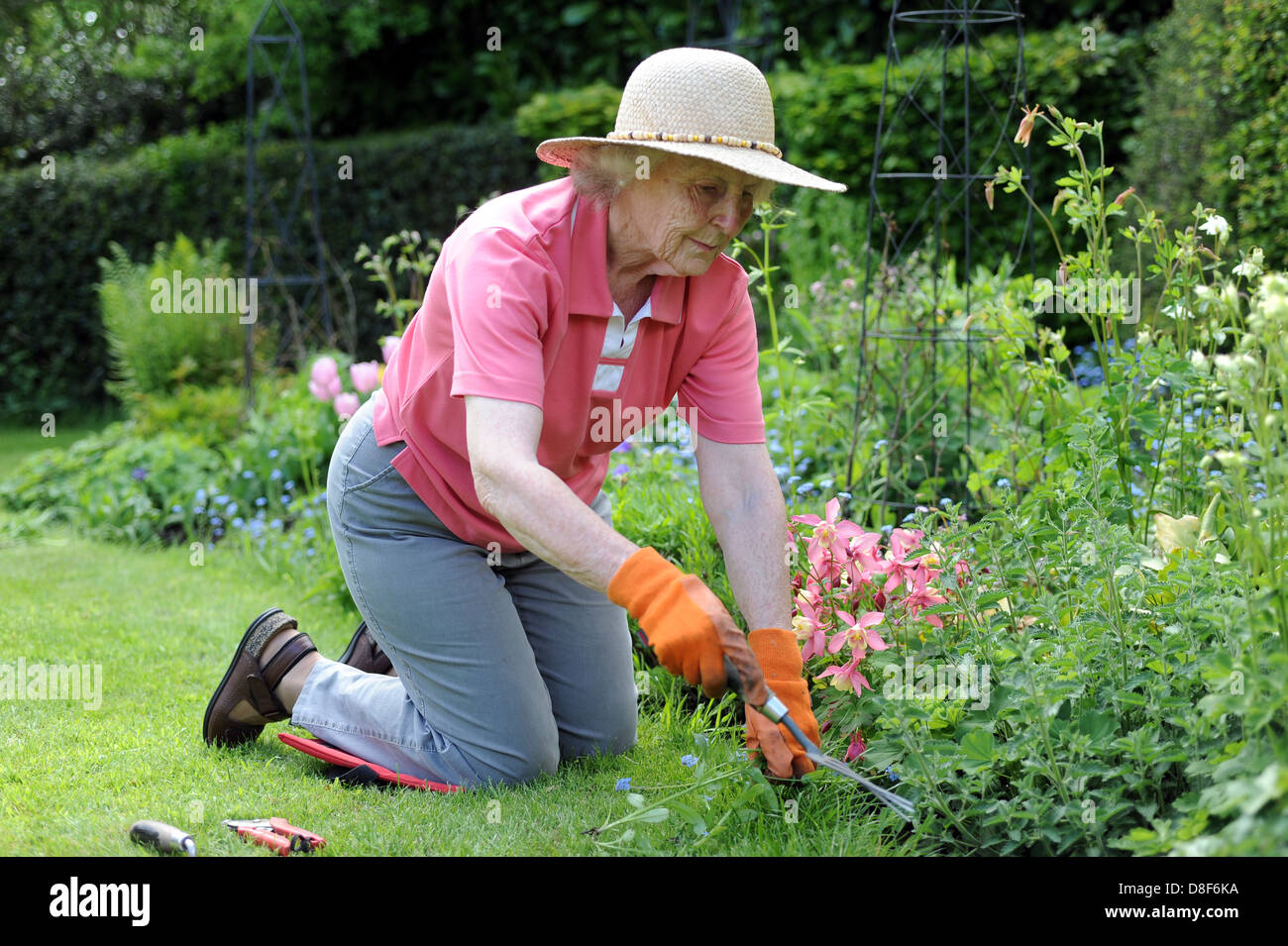 Elderly lady gardening in her family garden at home in North Yorkshire ...