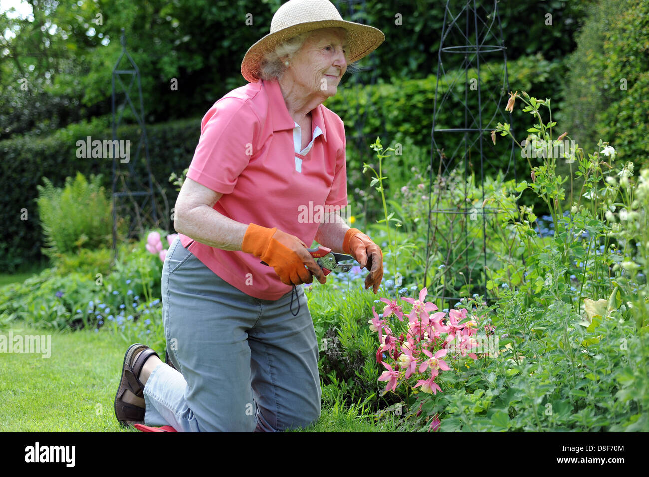 Elderly lady gardening in her family garden at home in North Yorkshire ...