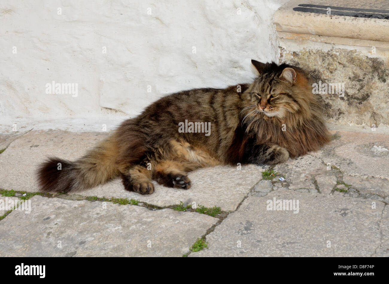 Cat in Italian street Stock Photo - Alamy