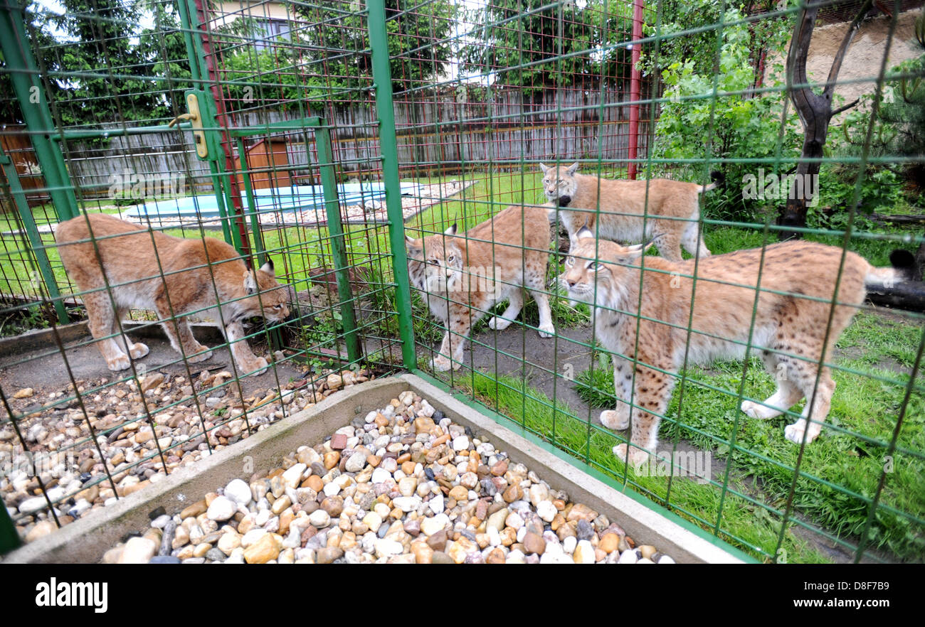 Breeder Roman Navratil has one male and three female lynx. Lynxes are ...