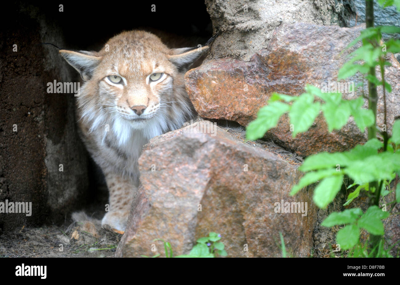 Breeder Roman Navratil has one male and three female lynx. Lynx is seen ...