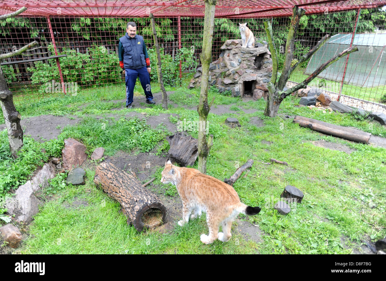 Breeder Roman Navratil has one male and three female lynx. Lynx is seen ...