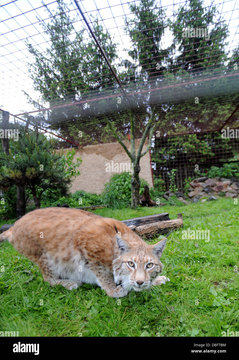 Breeder Roman Navratil has one male and three female lynx. Lynx is seen ...