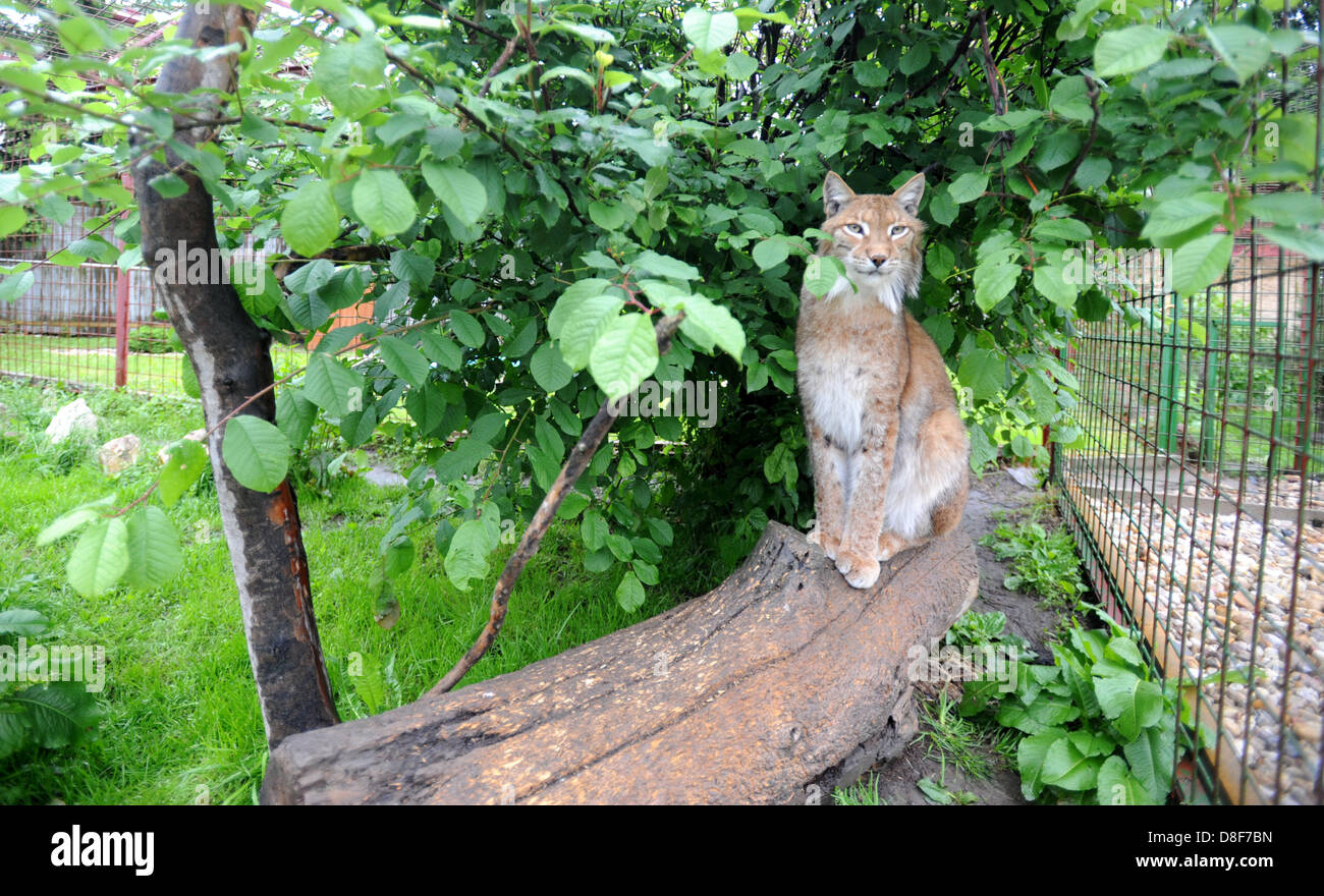 Breeder Roman Navratil has one male and three female lynx. Lynx is seen ...