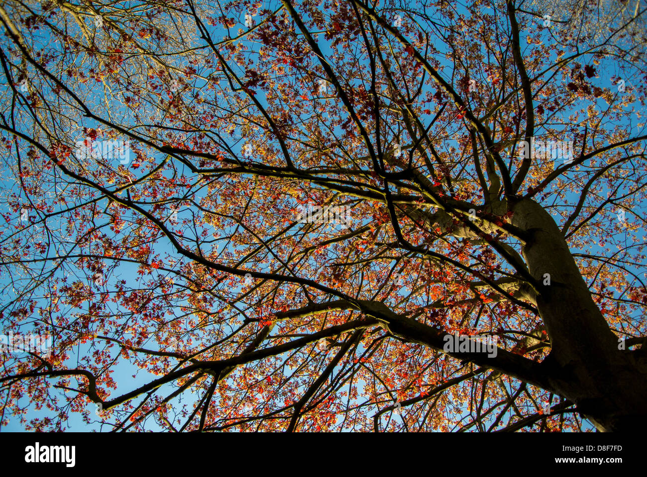 Acer rubrum with spring blossom shot from ground looking up towards a ...