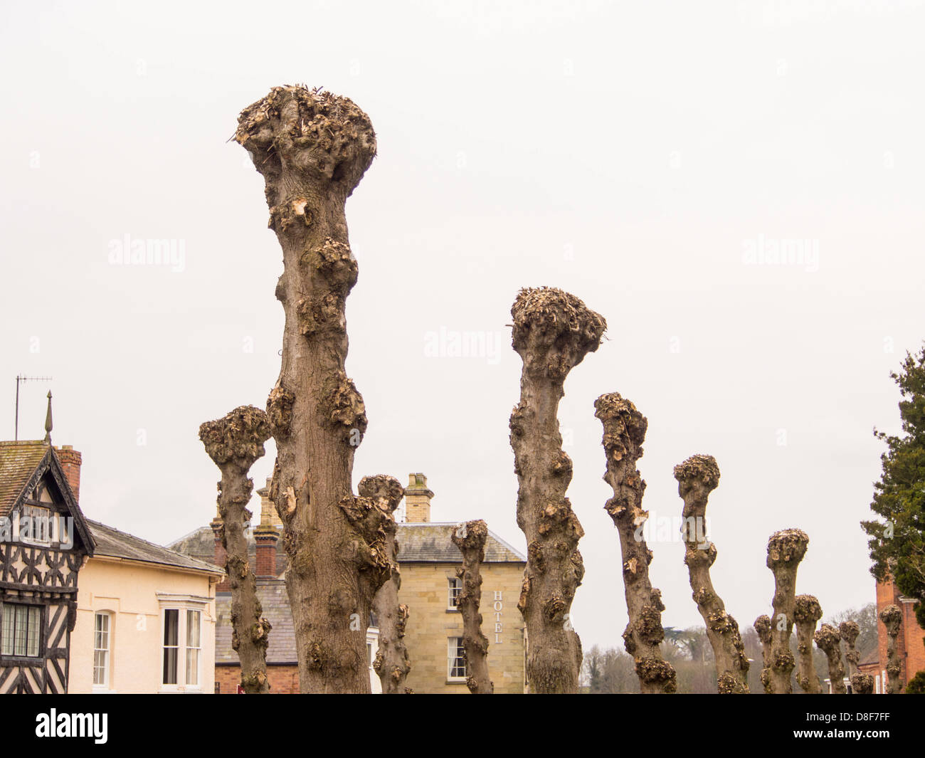 Pollarded trees in Ludlow, Shropshire, UK Stock Photo - Alamy