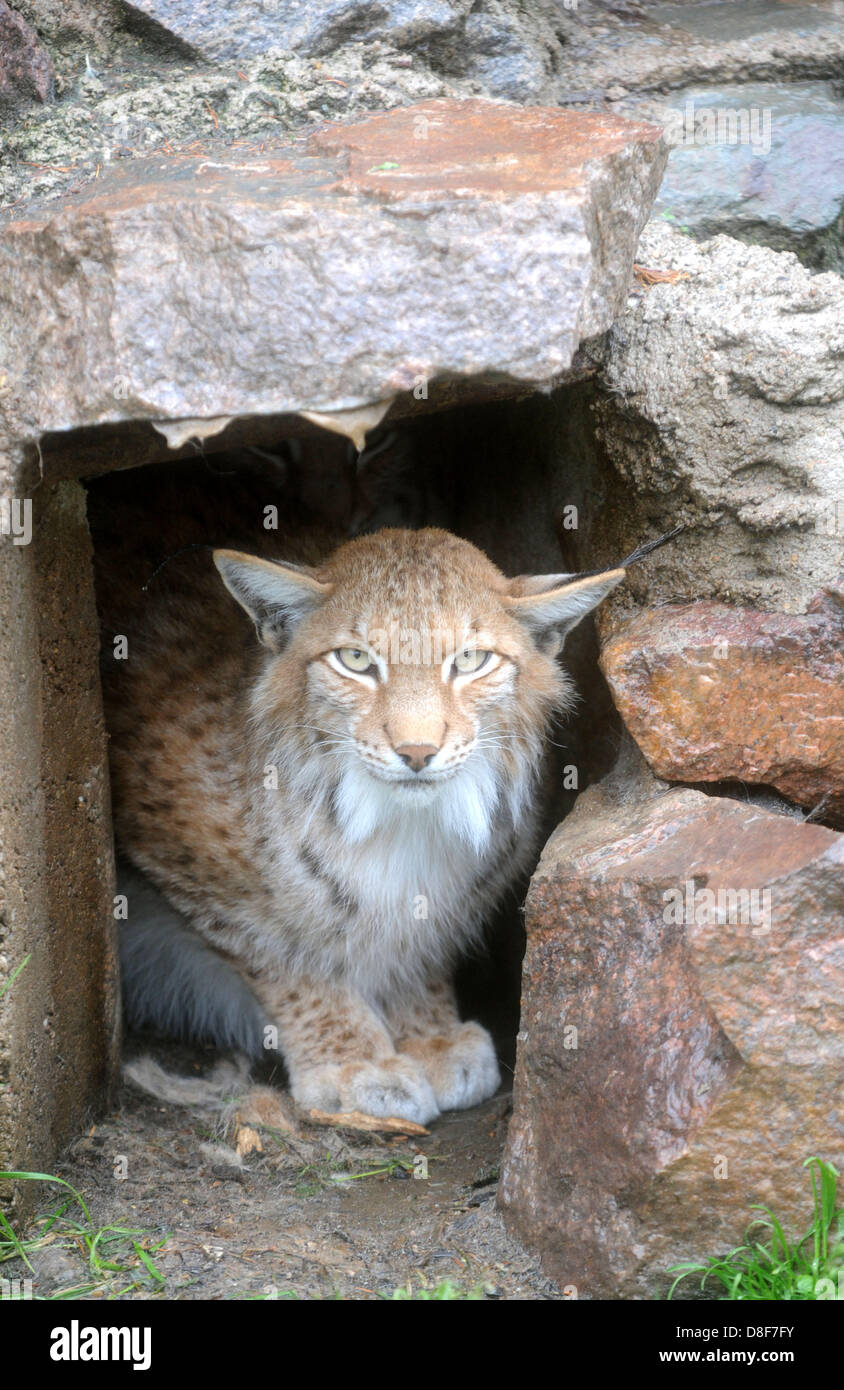 Breeder Roman Navratil has one male and three female lynx. Lynx is seen ...