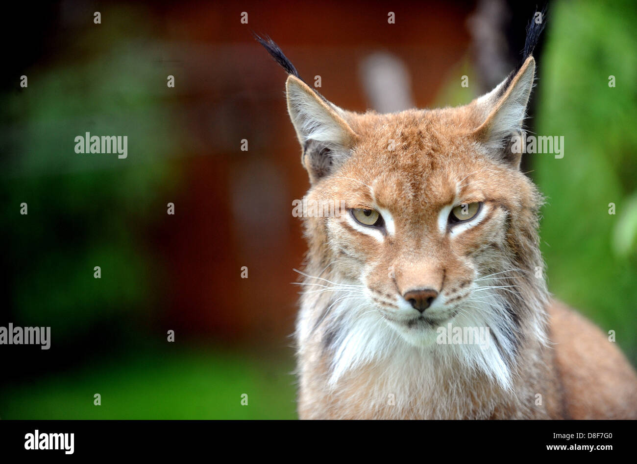 Breeder Roman Navratil has one male and three female lynx. Lynx is seen ...