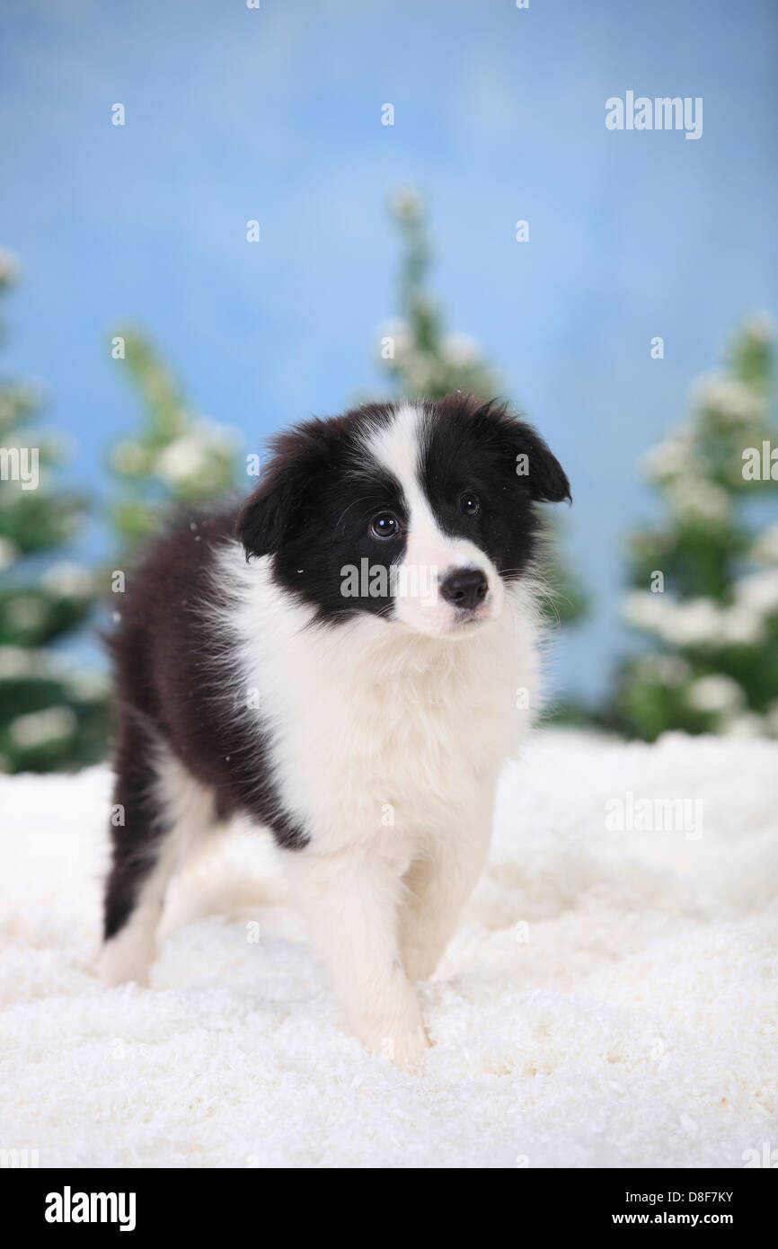 Border Collie, puppy, 11 weeks |Border Collie, Welpe, 11 Wochen Stock ...