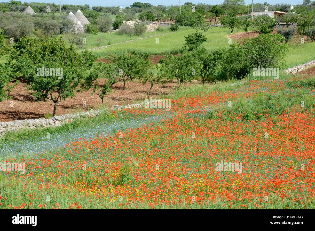 Puglian countryside in Spring Stock Photo - Alamy
