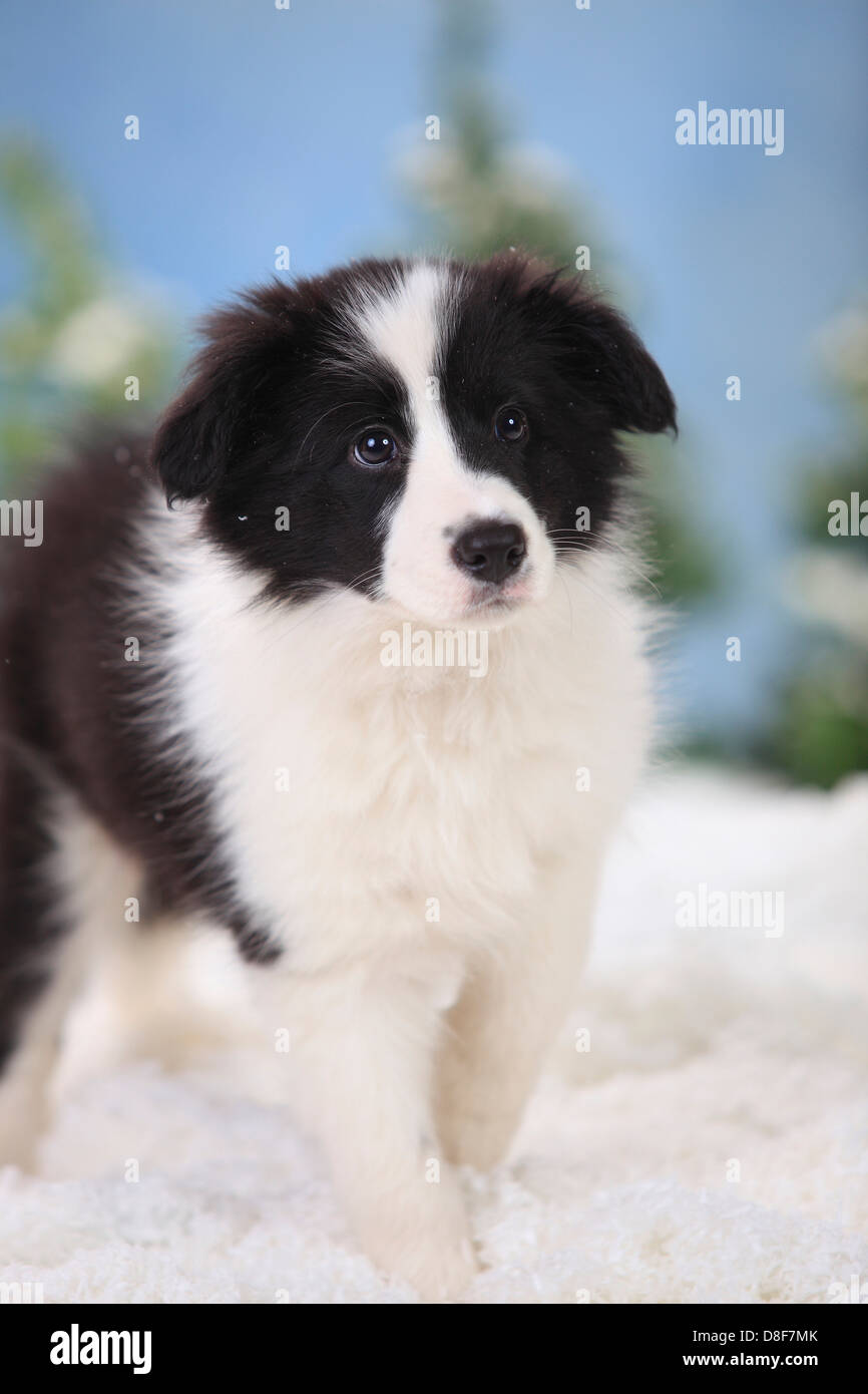 Border Collie, puppy, 11 weeks |Border Collie, Welpe, 11 Wochen Stock ...