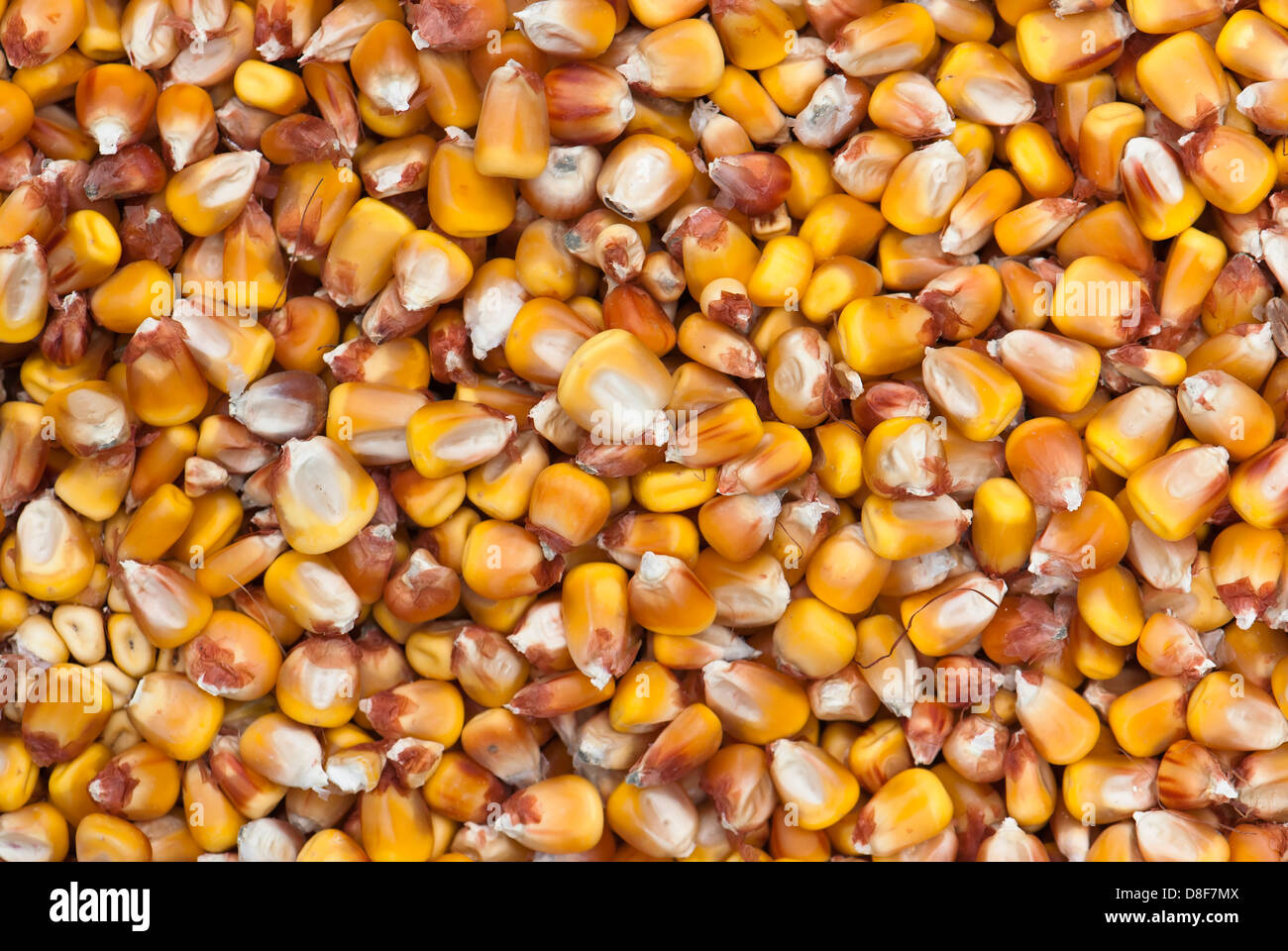 Background made of a dried corn Stock Photo - Alamy