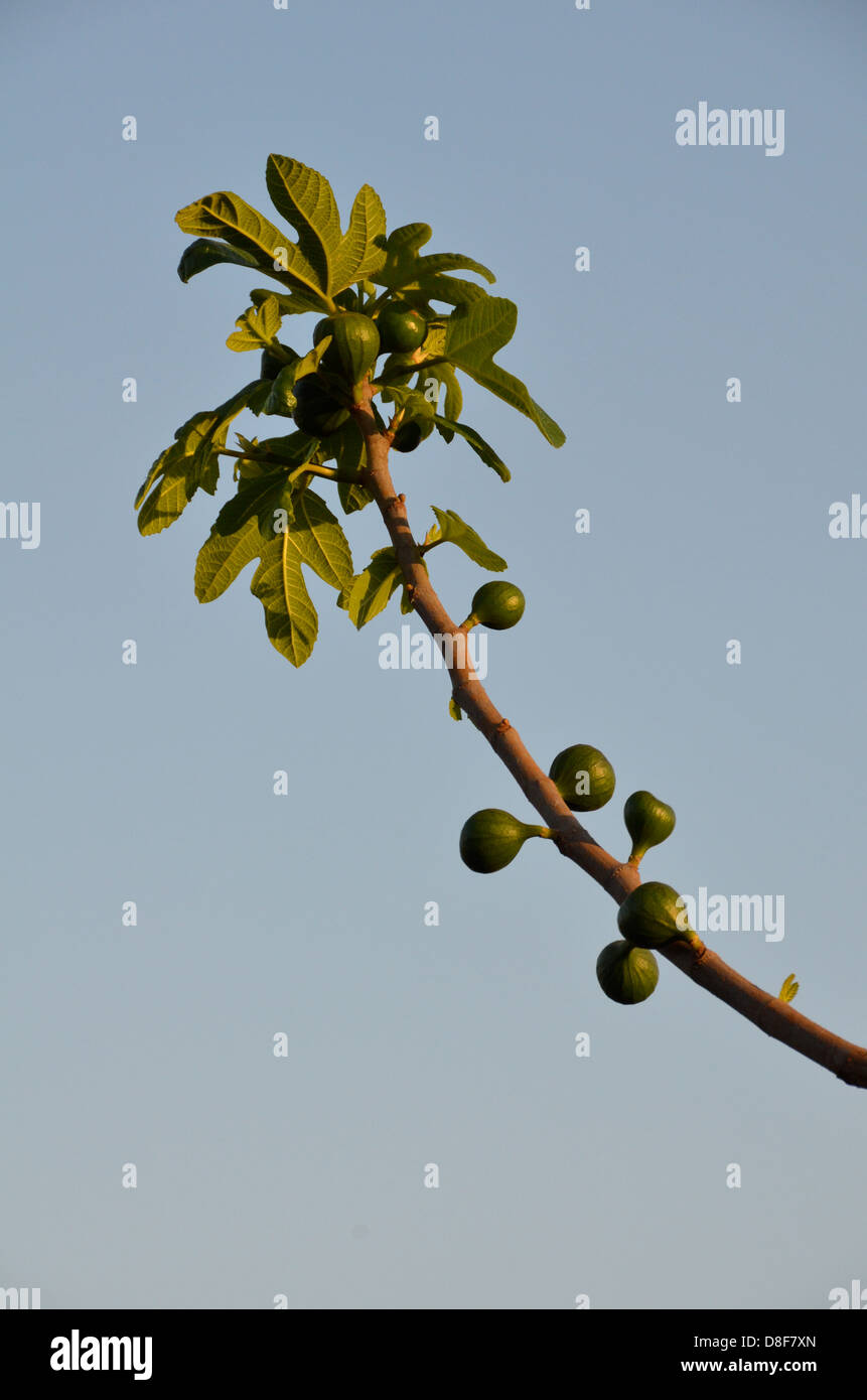 Branch of fig tree, Puglia, Italy Stock Photo - Alamy
