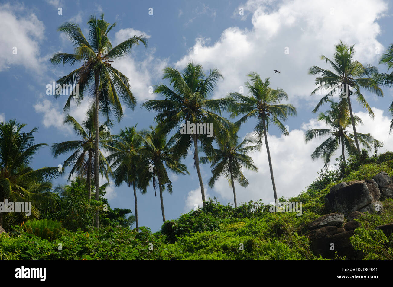 Indian subcontinent trees hi-res stock photography and images - Alamy